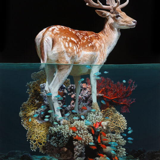 Portfolio – Lisa Ericson
